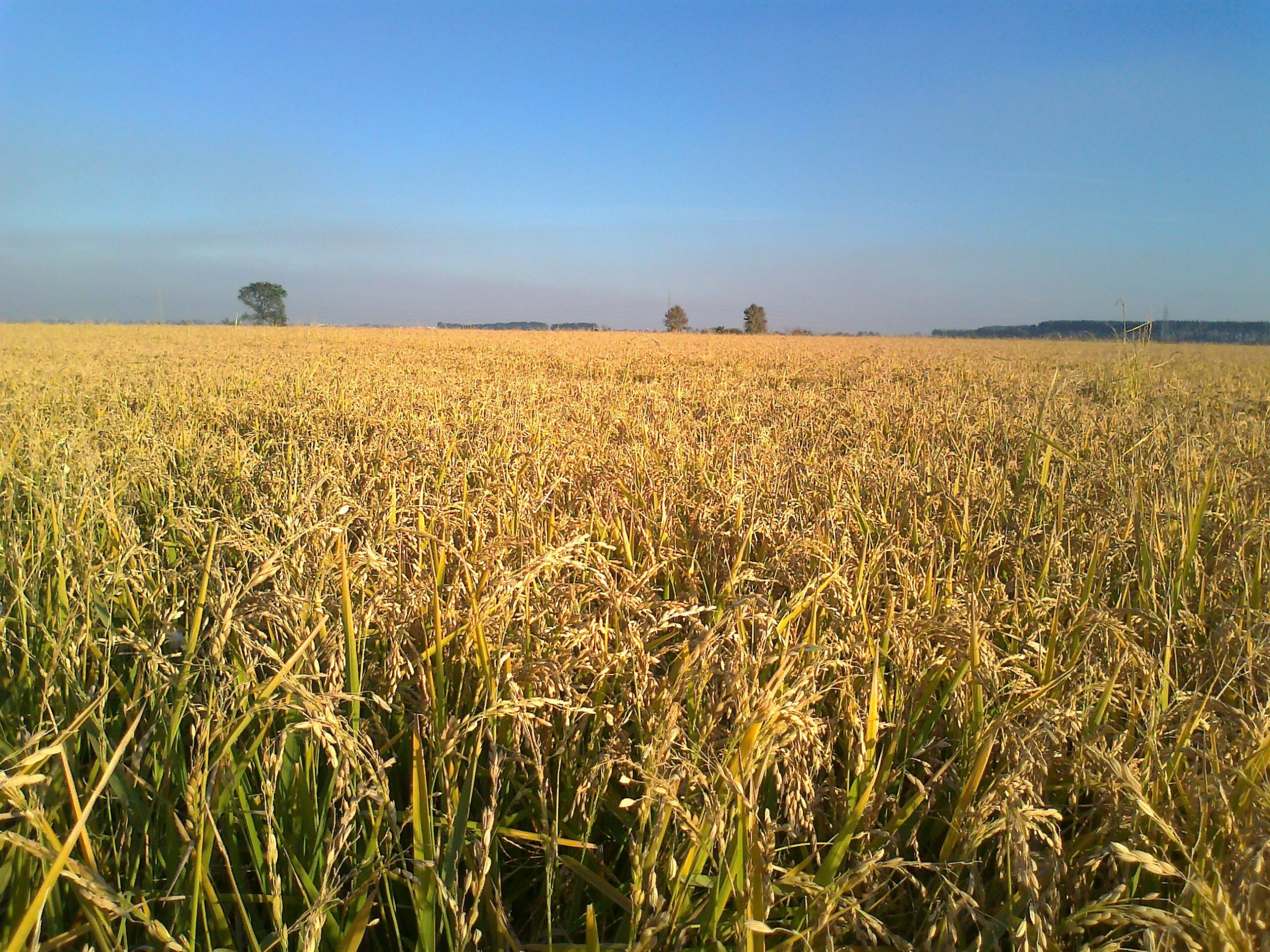 Grano, Coldiretti: «corridoio Ucraina può salvare 53 paesi dalla carestia»