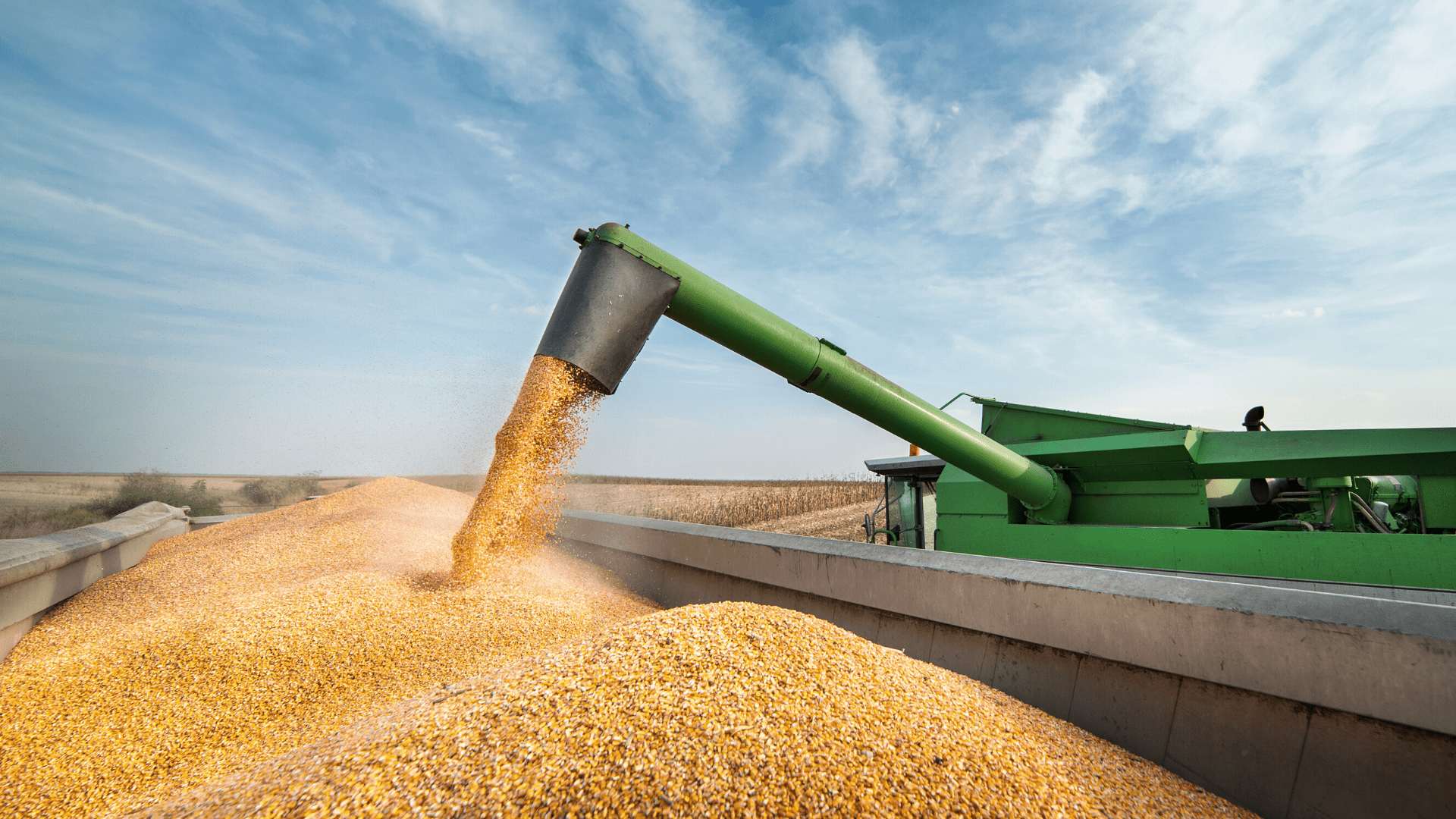 Grano duro, il Masaf stanzia altri 10 mln € per il 2025